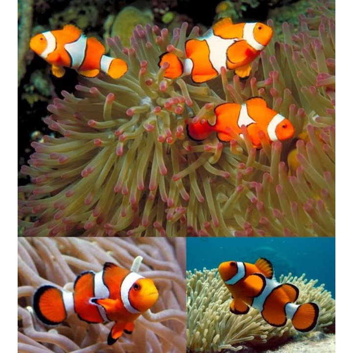 Jual ikan nemo / clownfish | Shopee Indonesia