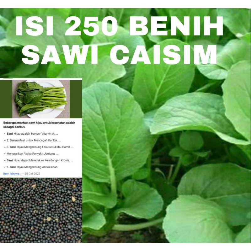 Jual sawi caisim 250 benih atau biji sawi caisim | Shopee Indonesia