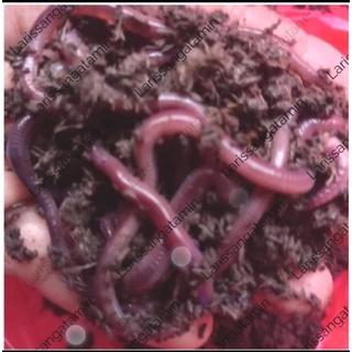 Jual CACING TANAH LUMBRICUS ANC CACING MERAH HIDUP DAN TANAH MEDIA ...