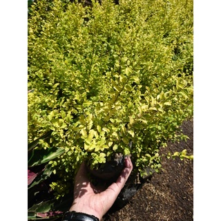 Jual Tanaman Legistrum Kuning Sunshine Ligustrum Beli 9 GRATIS 1 (Pusat ...