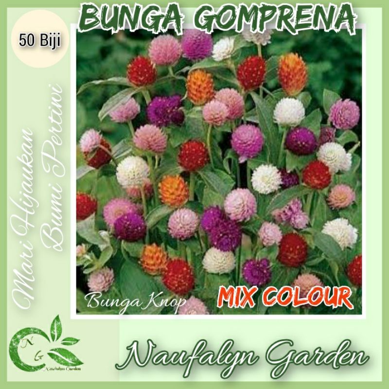 Jual 50 Benih Bunga Gomprena Mix Warna Pink Ungu Putih Merah Benih Biji ...