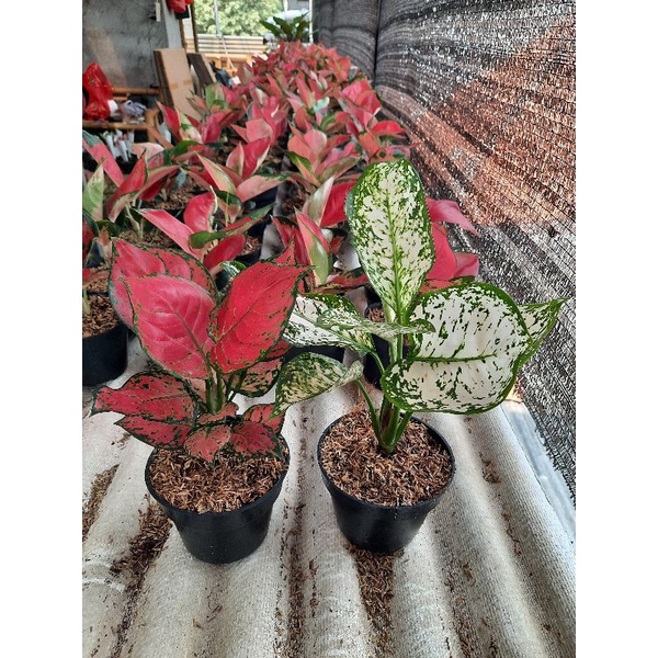 Jual paket merah putih 2 pcs(red anja n dut white) | Shopee Indonesia