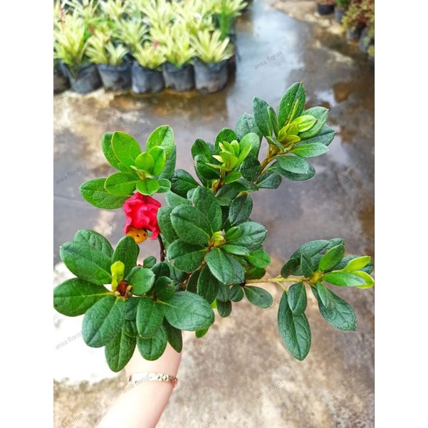 Jual Azalea Merah Bunga Tumpuk (Tanaman yang rajin berbunga) | Shopee ...