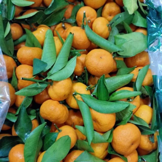Jeruk Shantang Santang Daun Import Impor 500 gram | Shopee Indonesia
