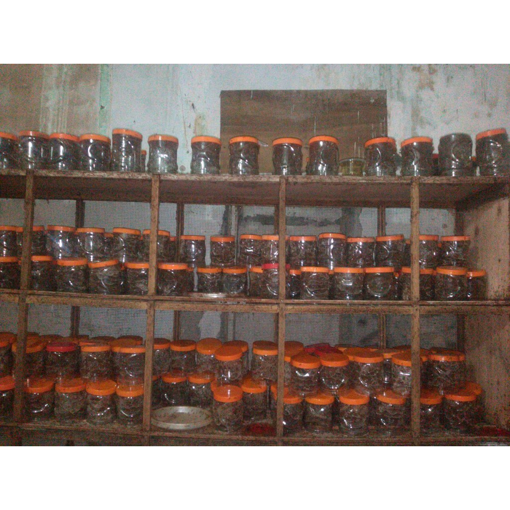 Jual Bibit Semut Kroto Siap Ternak | Shopee Indonesia