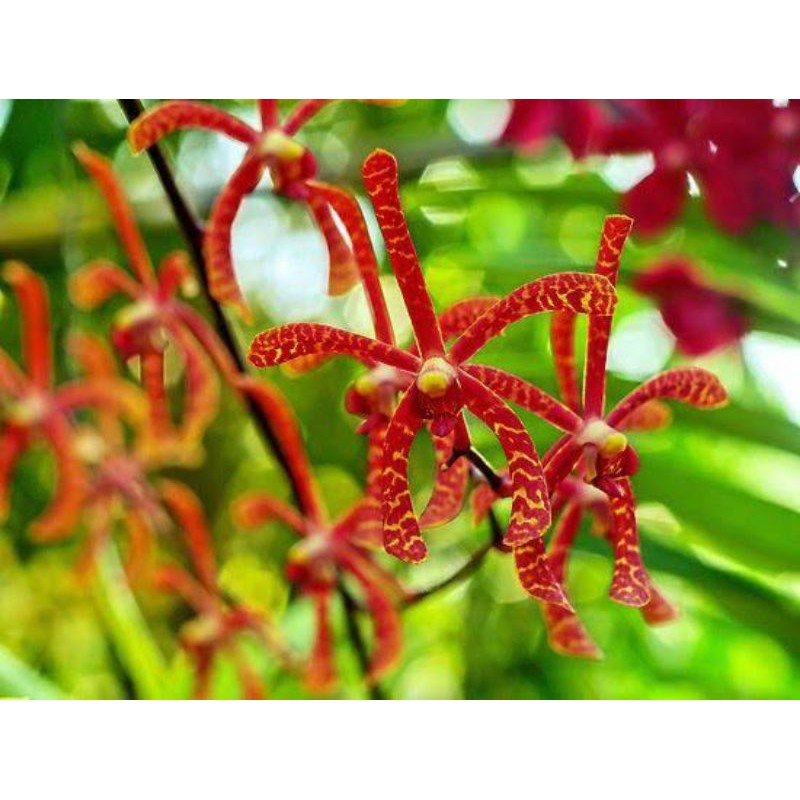 Jual Anggrek Renanthera/anggrek tanah | Shopee Indonesia