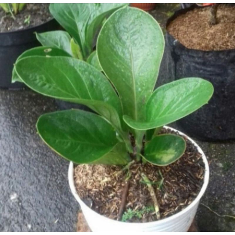 Jual Antorium Mangkok Tanaman Hias Pohon Antorium jemani Mangkok ...