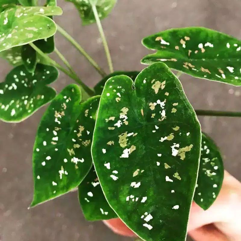 Jual Tanaman hias keladi army/army caladium murah | Shopee Indonesia