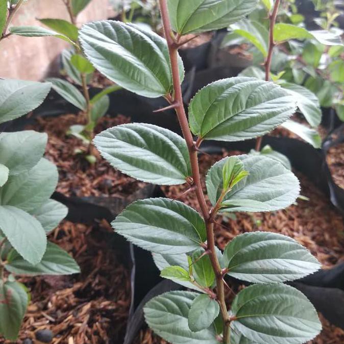 Jual Pohon Bidara Tanaman Bidara Bibit Bidara Daun Bidara Arab 25 Cm Up ...