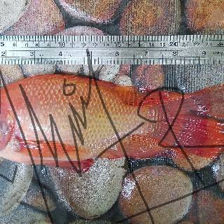 Jual Ikan Nila Merah Hias / Ikan Nila Merah Ekor Panjang / Ikan Nila ...