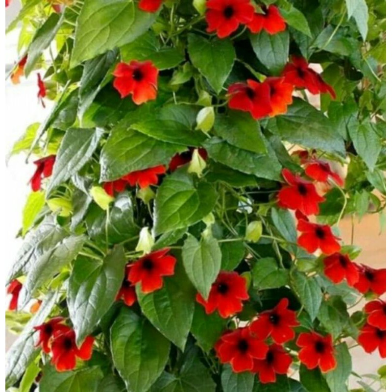 Jual tanaman hias rambat tumbergia Bunga merah | Shopee Indonesia