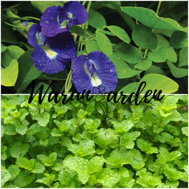 Jual PAKET DAUN MINT DAN BUNGA TELANG ( DAPAT 3 TANAMAN ) | Shopee ...