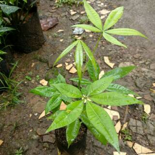Jual Tanaman keberuntungan pachira aquatic pohon duit money tree ...