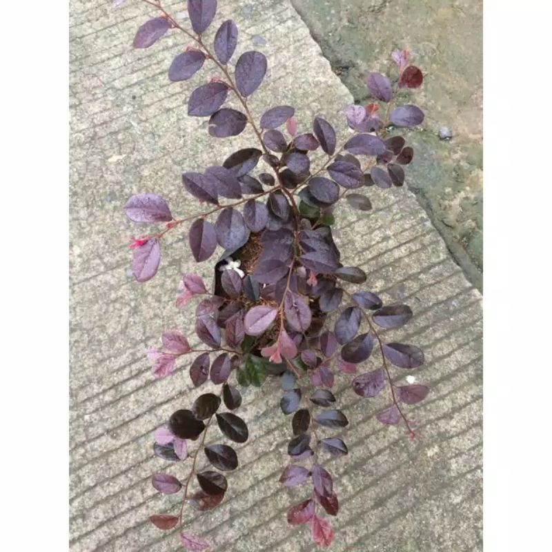 Jual Pohon serut merah/bahan bonsai ( tanaman hias ) | Shopee Indonesia