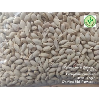 Jual Biji Jeruk Jc ( Japance Citroen ) | Biji Jeruk Batang Bawah ...