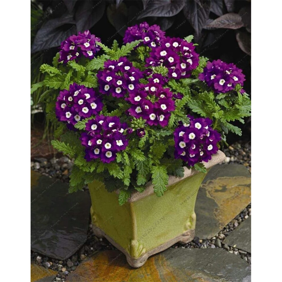 Jual Biji Bunga Verbena Ungu (Purple Verbena Seeds) | Shopee Indonesia