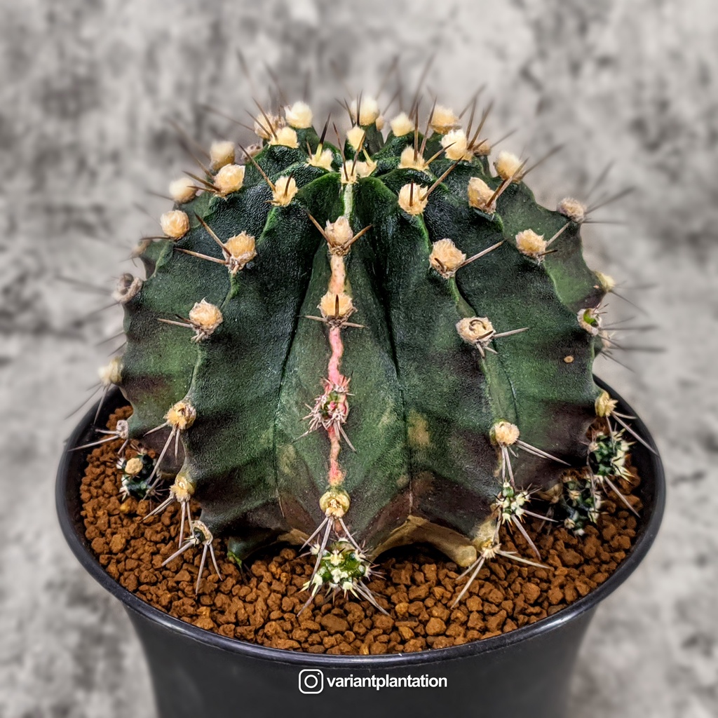 Jual Gymnocalycium Mihanovichii Hybrid Varigata Seedling Mother plant ...