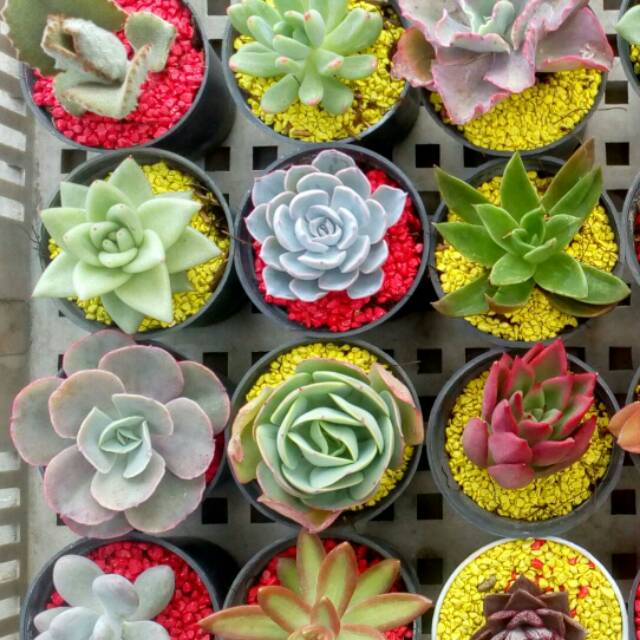 Sekulen 30 Pcs + Bonus | Shopee Indonesia