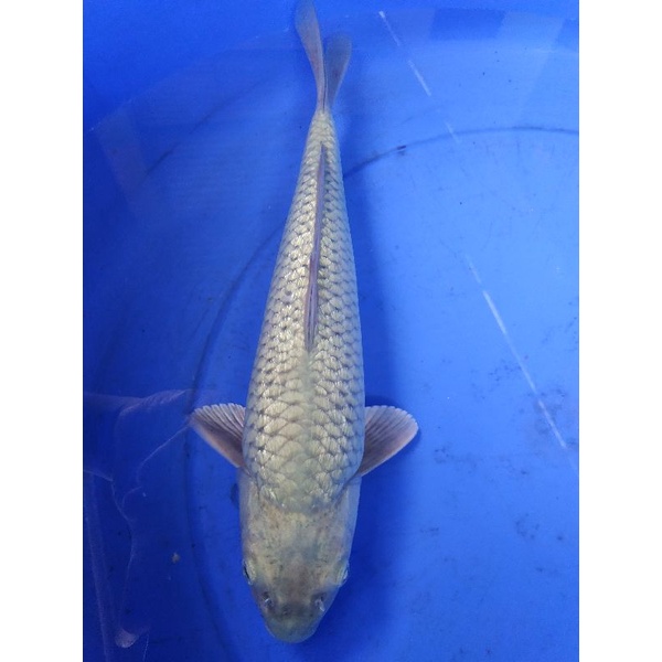 Jual IKAN KOI SORAGOI GINRIN | Shopee Indonesia