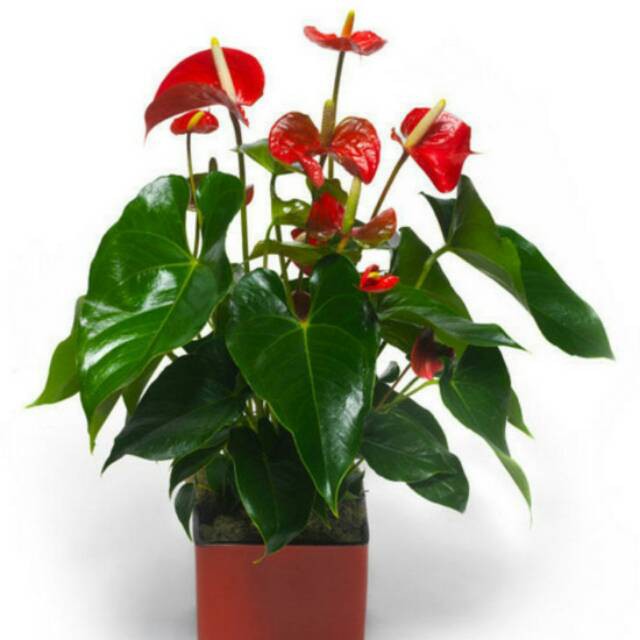 Jual Anthurium Lokal Merah/Tanaman hias anthurium bunga merah ...