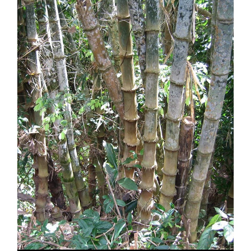 Jual l Akar Bambu Petung Segar Awi Betung Bitung | Shopee Indonesia