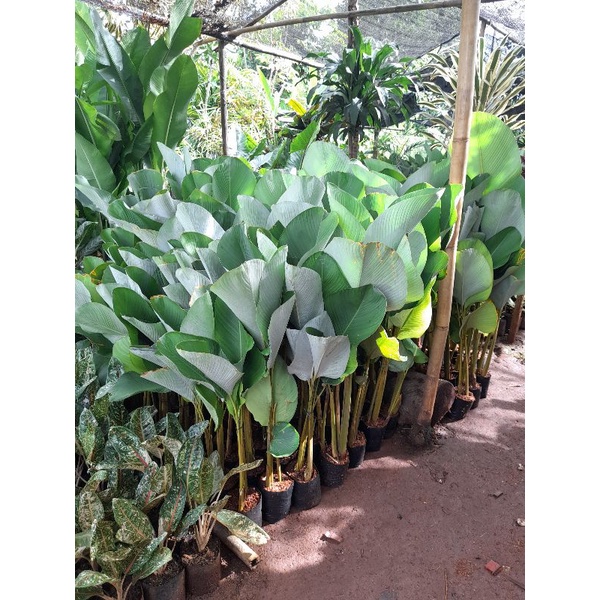 Jual kalatea pisang/ calathea lutea | Shopee Indonesia