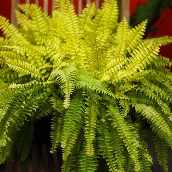 Jual Tanaman hias pakis boston / pakis kelabang / Boston Fern ...