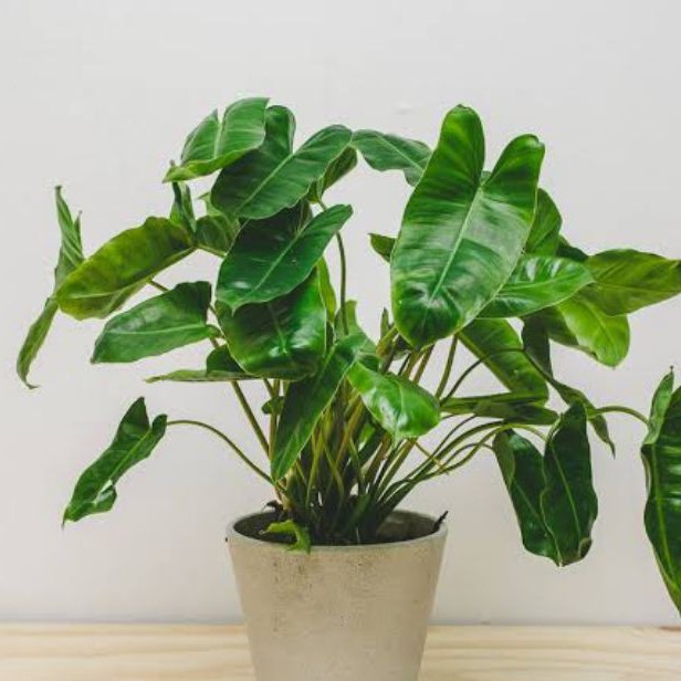 Jual tanaman philo DENRum BURLEMAK/tanaman hidup/tanaman rambat/pilo ...