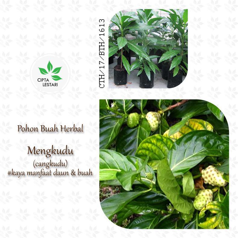 Jual Bibit Pohon Mengkudu Bibit Tanaman Mengkudu Buah Mengkudu Cangkudu ...