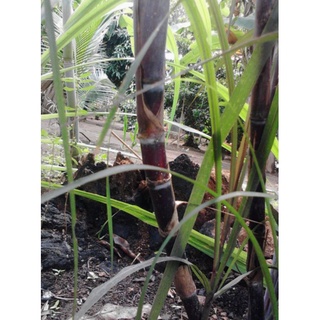 Jual jual tebu hitam atau tebu ireng obat herbal 1kg | Shopee Indonesia