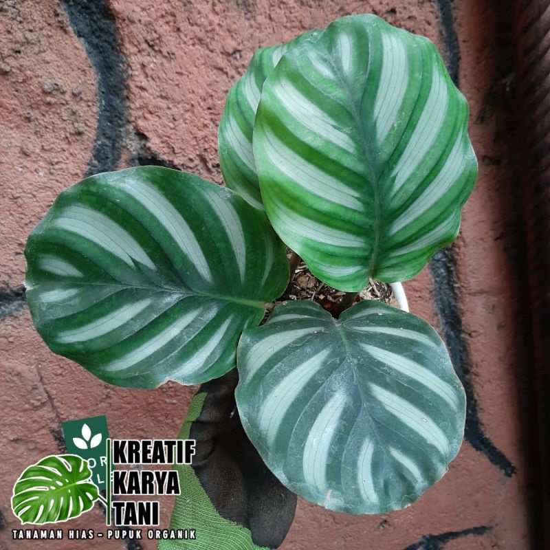 Jual Tanaman Hias Calathea Faciata - Calathea Fasciata | Shopee Indonesia