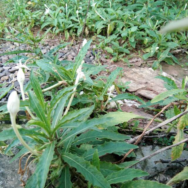 Jual Tanaman herbal kitolod atau dinamakan bunga katarak untuk mata ...