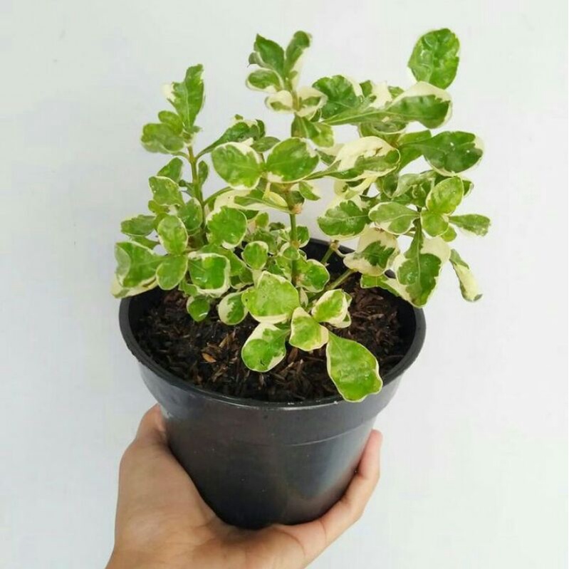 Jual PROMO Krokot Hijau Varigata | Shopee Indonesia