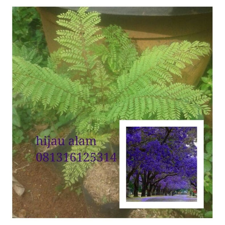 Jual bibit tanaman jacaranda / pohon jacaranda / jakaranda | Shopee ...