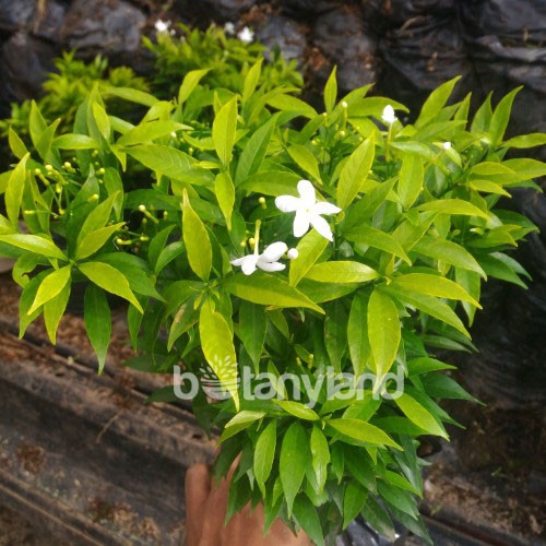 Jual Tanaman Bunga Hias Sabrina - sabrina - tanaman rombusa - rombusa ...