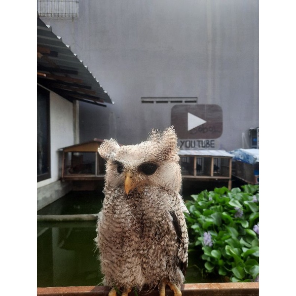 Harga Sumatranus Terbaru Oktober 2022 |BigGo Indonesia