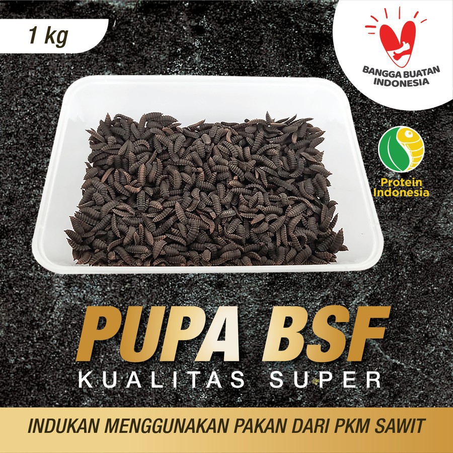 Jual Pupa B.S.F. prepupa lalat Black Soldier Fly 100 gram (Maggot ...