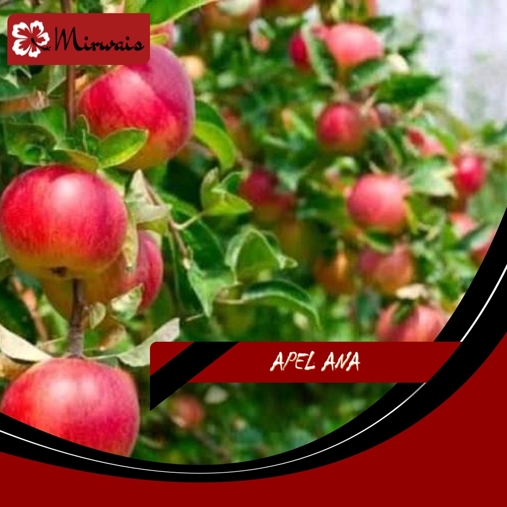 Jual Pohon Buah Apel Anna 60Cm - (Mirwais) | Shopee Indonesia