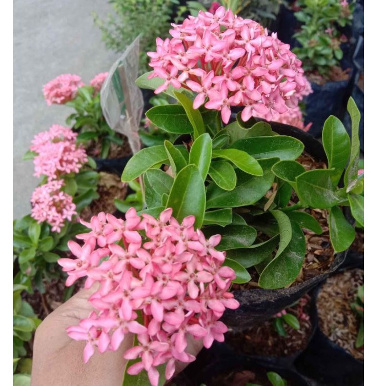 Jual tanaman hias bunga asoka pink / soka pink jambon cantik | Shopee ...