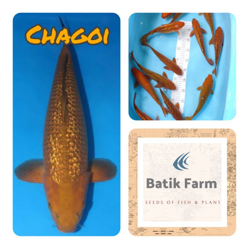 Jual Koi Chagoi Terlengkap & Harga Terbaru Desember 2022 | Shopee Indonesia