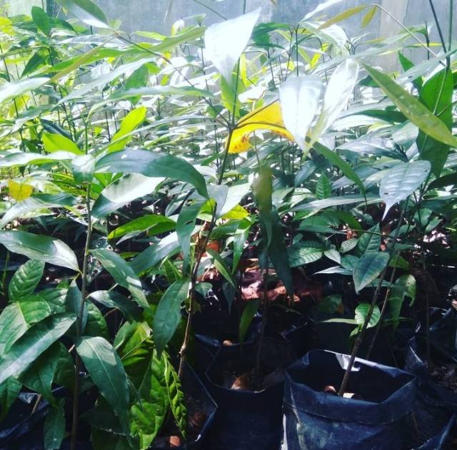 Menakjubkan 24+ Gambar Bunga Melinjo Jantan Dan Betina - Gambar Bunga Indah