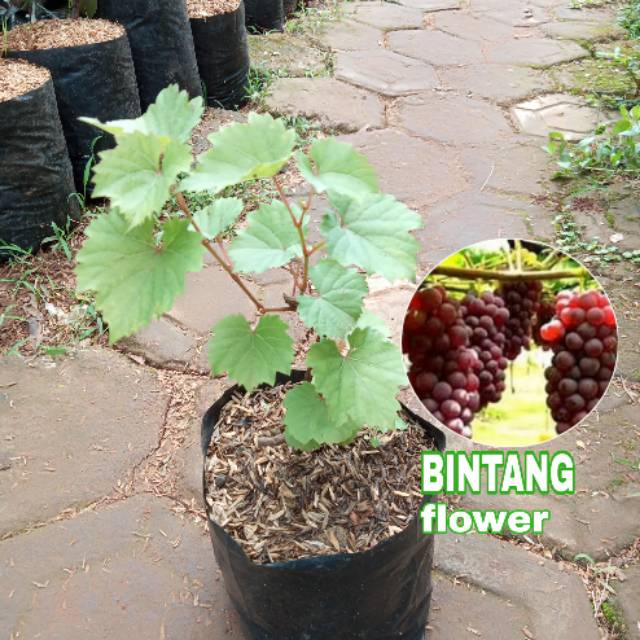 Jual Tanaman anggur merah - Bibit tanaman anggur merah | Shopee Indonesia