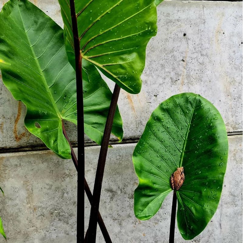 Jual Tanaman Alokasia sente bali batang hitam | Shopee Indonesia