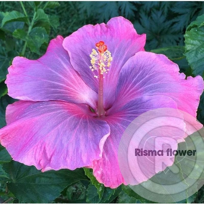 Jual Tanaman hias pohon bunga kembang sepatu hibiscus purple love ...