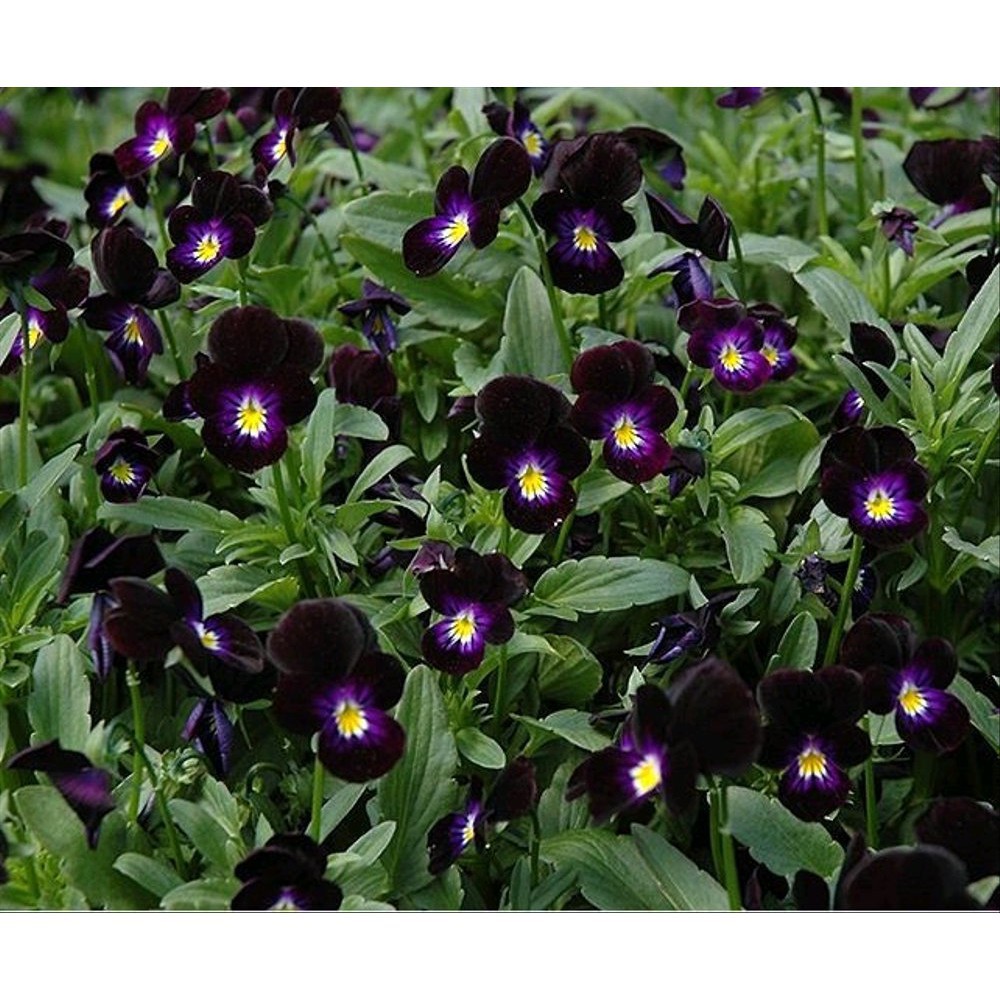 Jual 20 Biji Bunga Pansy Black | SULTANFARMER1376 | Shopee Indonesia