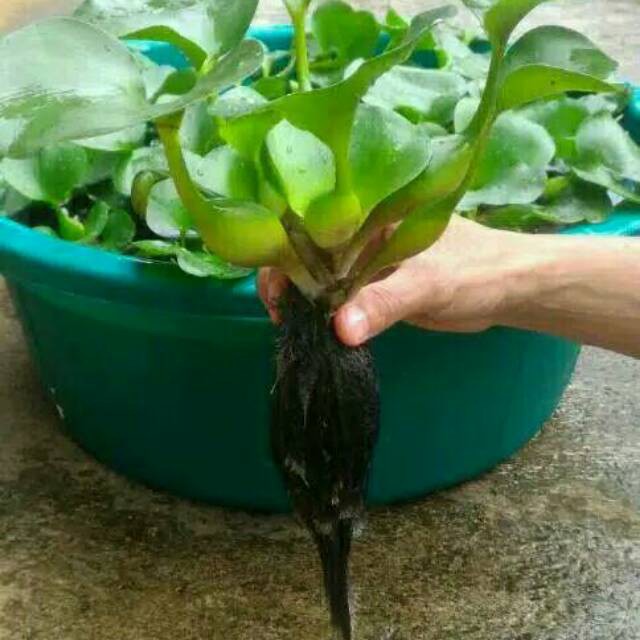 Jual Tanaman air eceng gondok - tanaman eceng gondo | Shopee Indonesia