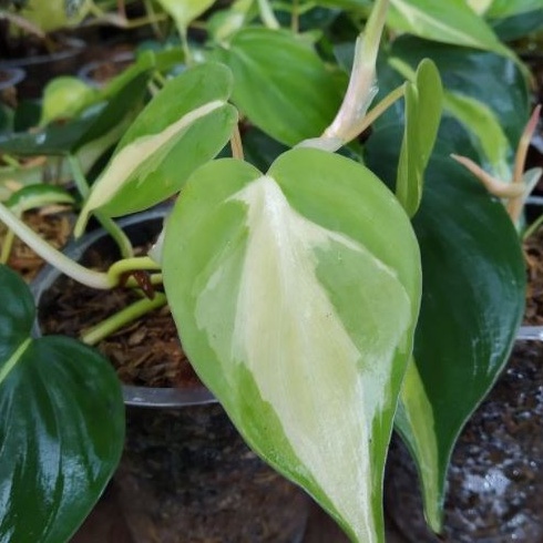 Jual tanaman hias bunga sirih brazil / philodendron brasil AGRO ...
