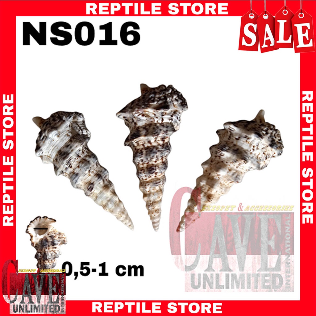 Jual NS016 cangkang shell rumah kelomang keong umang kumang natural ...