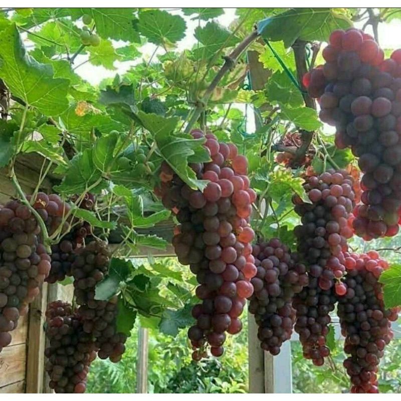 Jual Bibit Anggur Red Master Super Manis | Shopee Indonesia