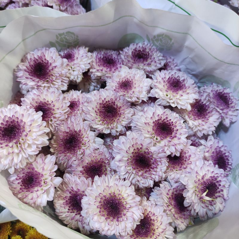 Jual Bunga Aster Puma PT | Shopee Indonesia